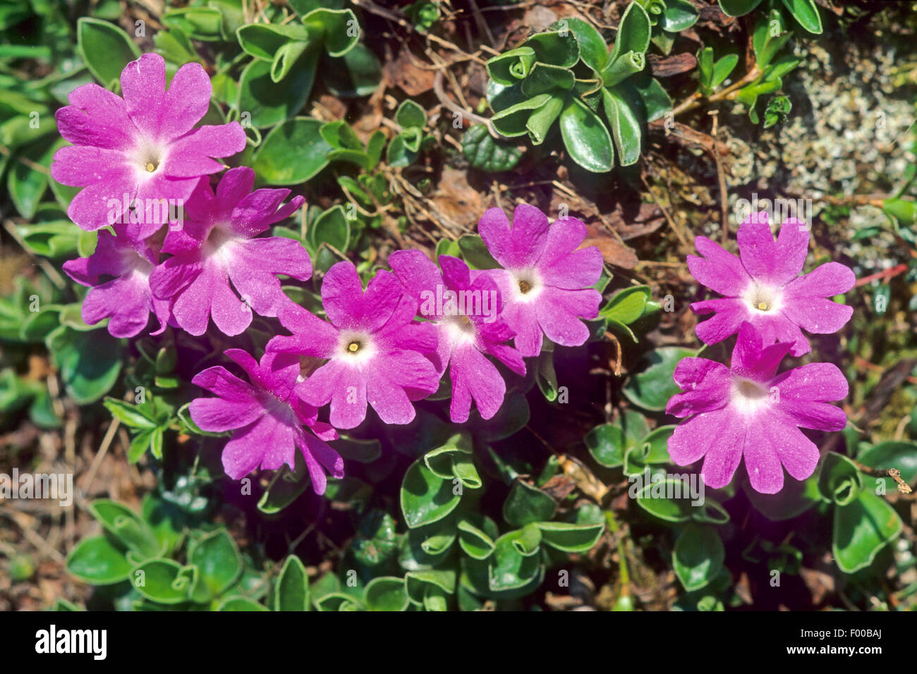 European Alpine Primrose (Primula clusiana), blooming, Germany Stock ...