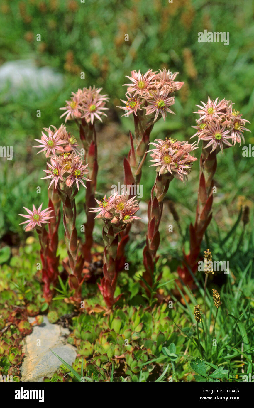 hen-and-chickens, house-leek, houseleek, common houseleek (Sempervivum ...
