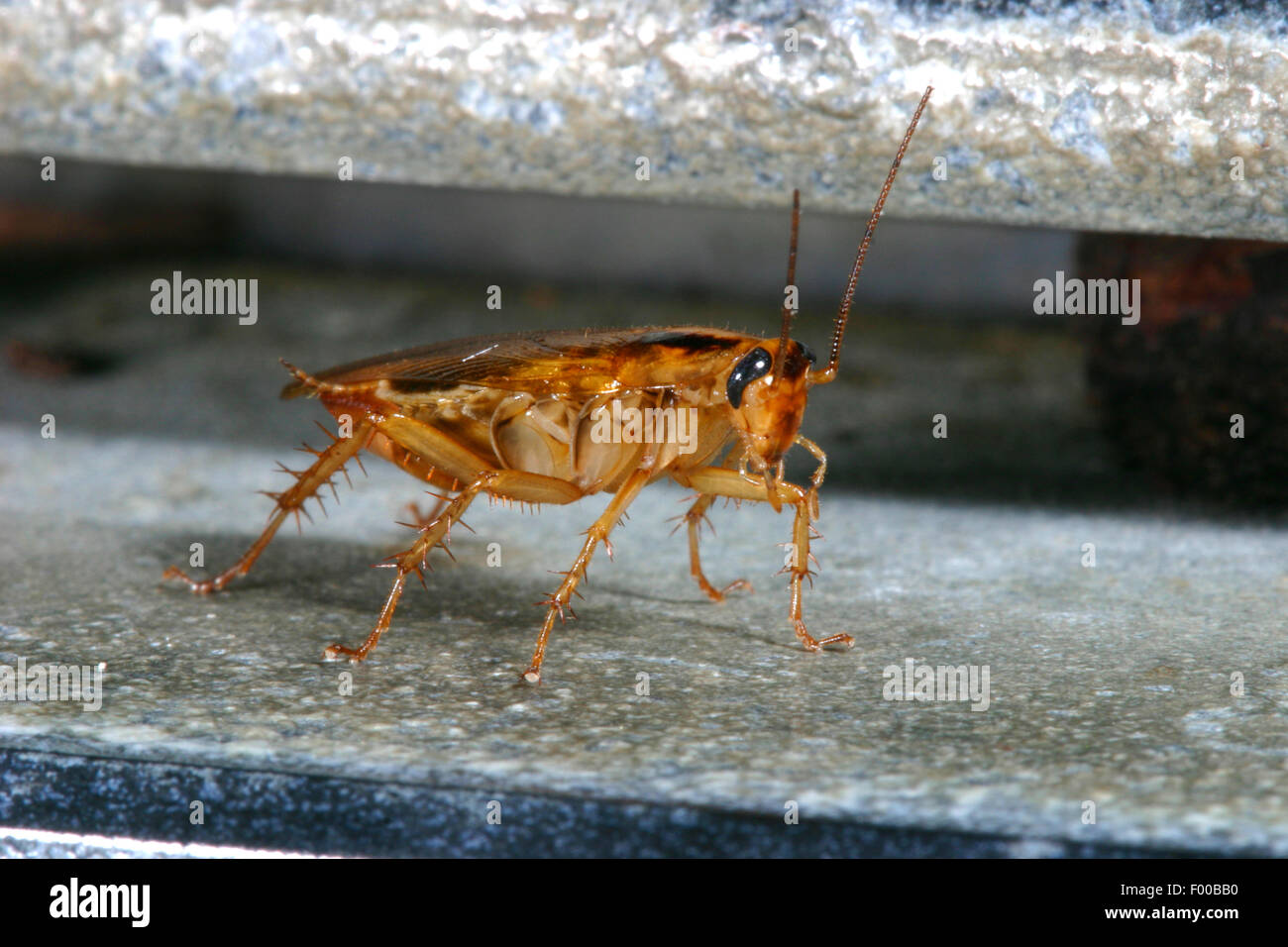 European cockroach hi-res stock photography and images - Alamy
