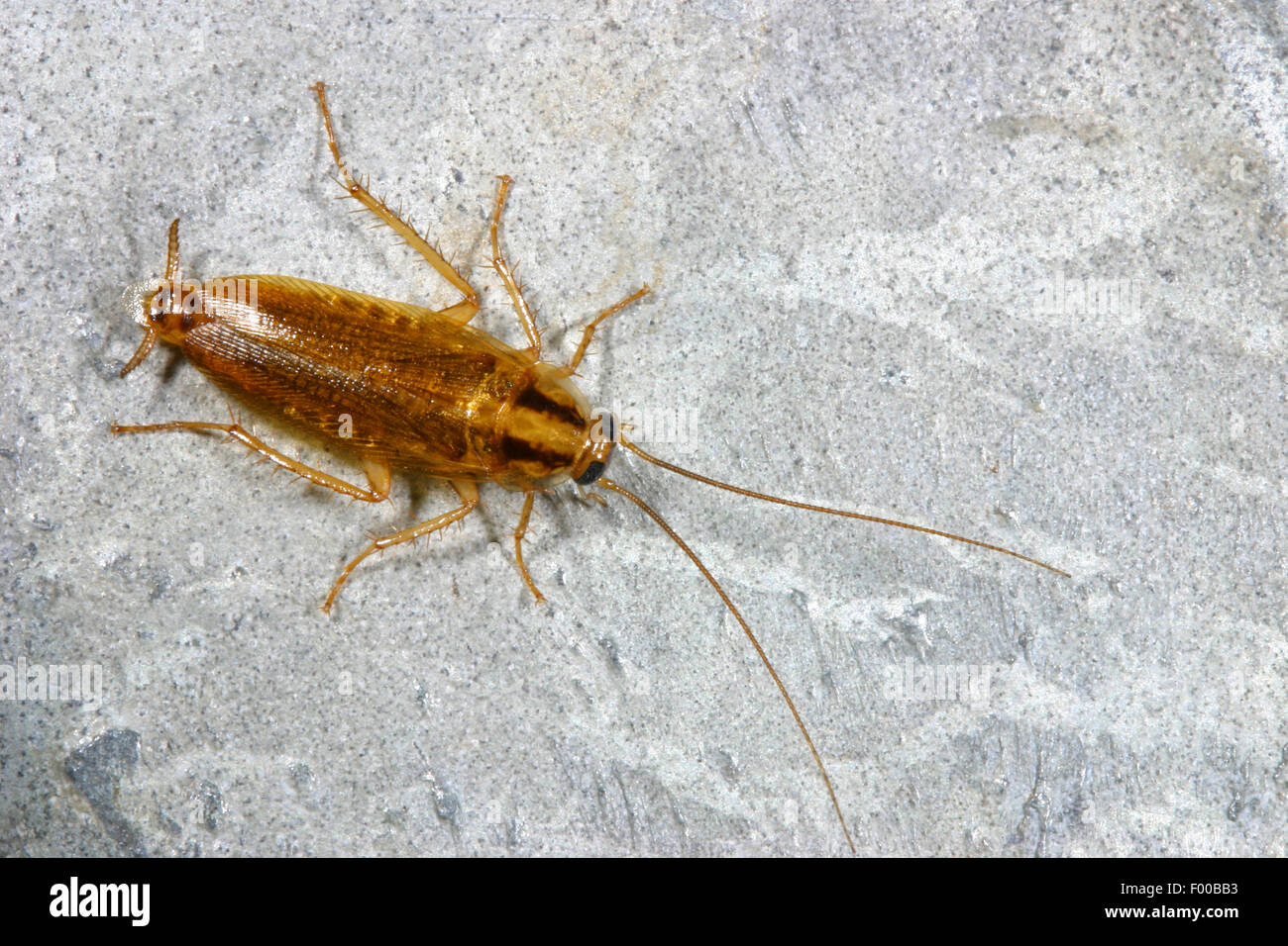 European cockroach hi-res stock photography and images - Alamy