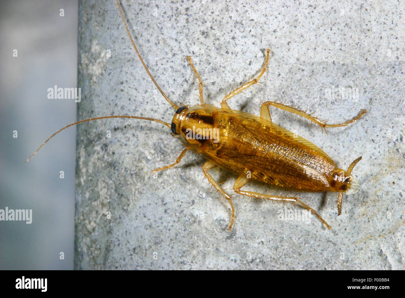 German cockroach (Blattella germanica), on a stone, Germany Stock Photo ...