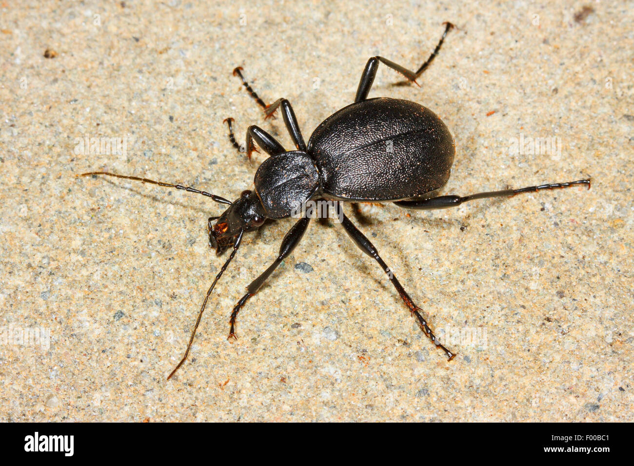 Hunter insects hi-res stock photography and images - Alamy