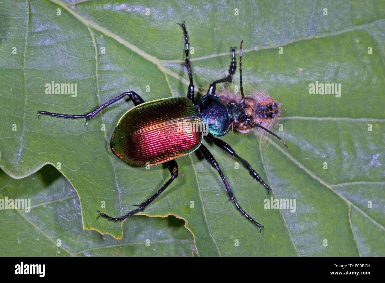 Greater caterpillar hunter, Forest caterpillar hunter, European ...
