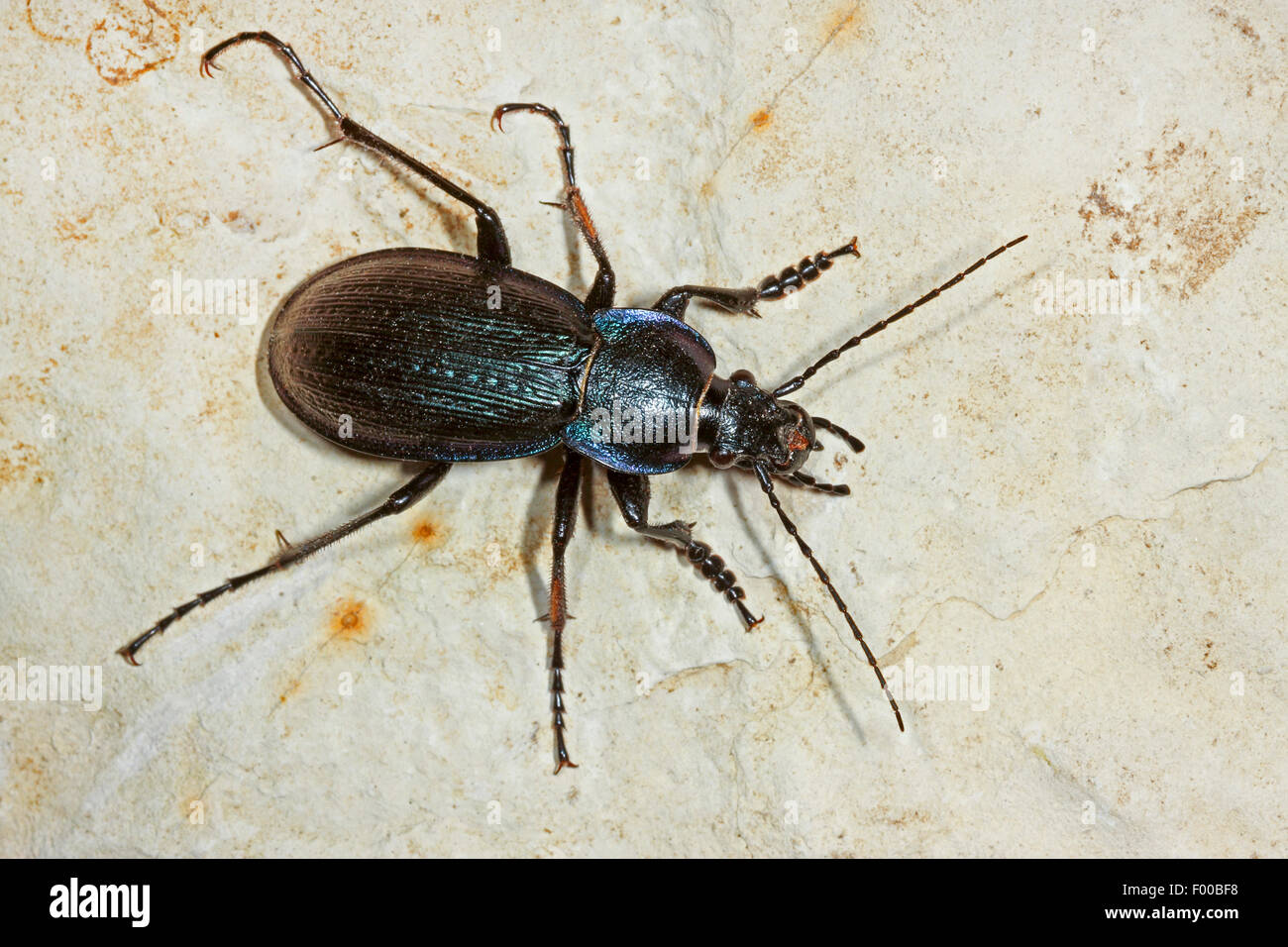Violet Ground Beetle (Carabus problematicus, Mesocarabus problematicus ...