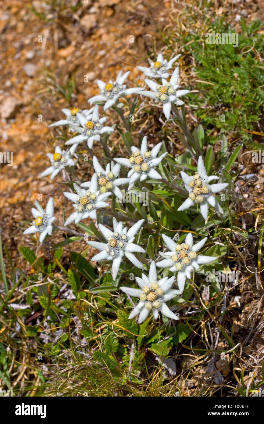 Edelweiss (Leontopodium alpinum, Leontopodium nivale), blooming ...