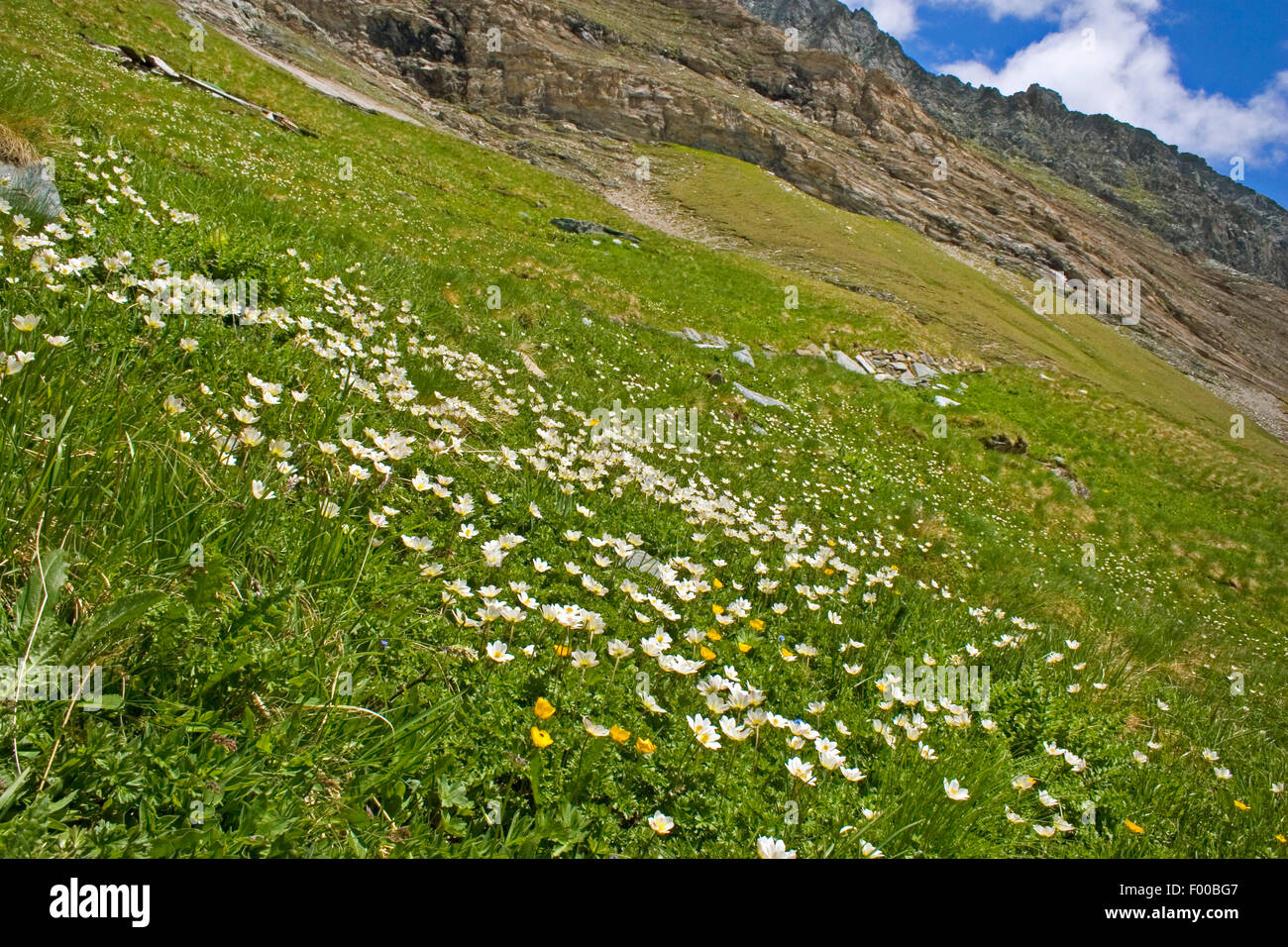 alpine meadow with mountain flowers at the Grossglockner, Austria, Hohe ...
