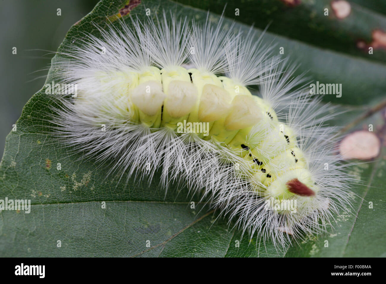 Pale tussock, Red-tail moth (Dasychira pudibunda, Olene pudibunda ...