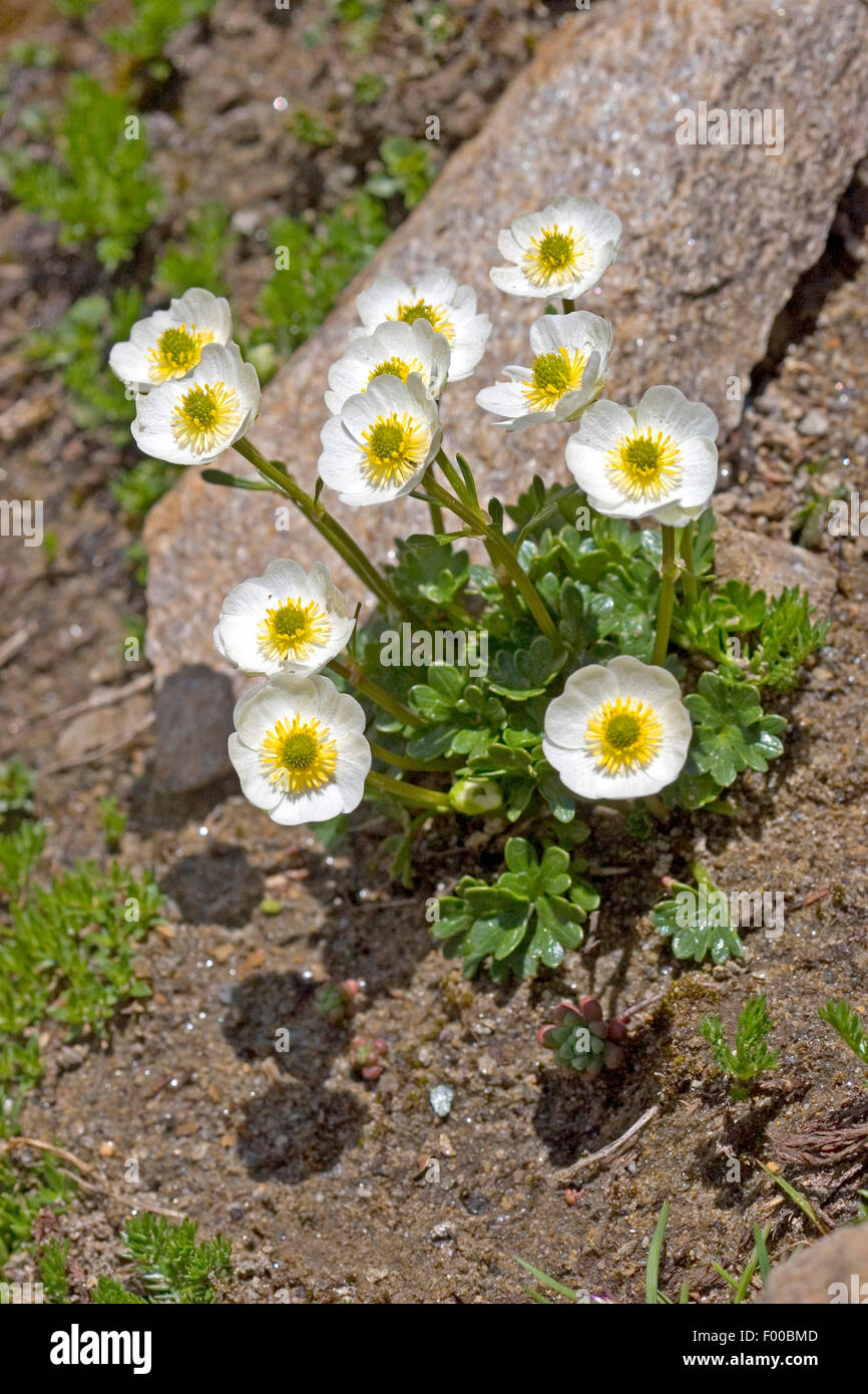 Alpine buttercup (Ranunculus alpestris), blooming, Germany Stock Photo ...