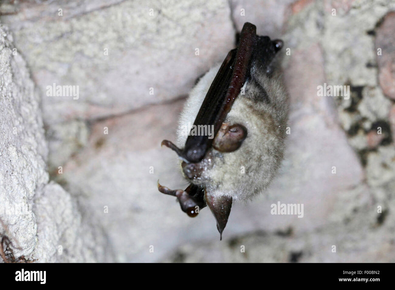 Greater Mouse-eared bat, Large Mouse-Eared Bat (Myotis myotis), hanging ...