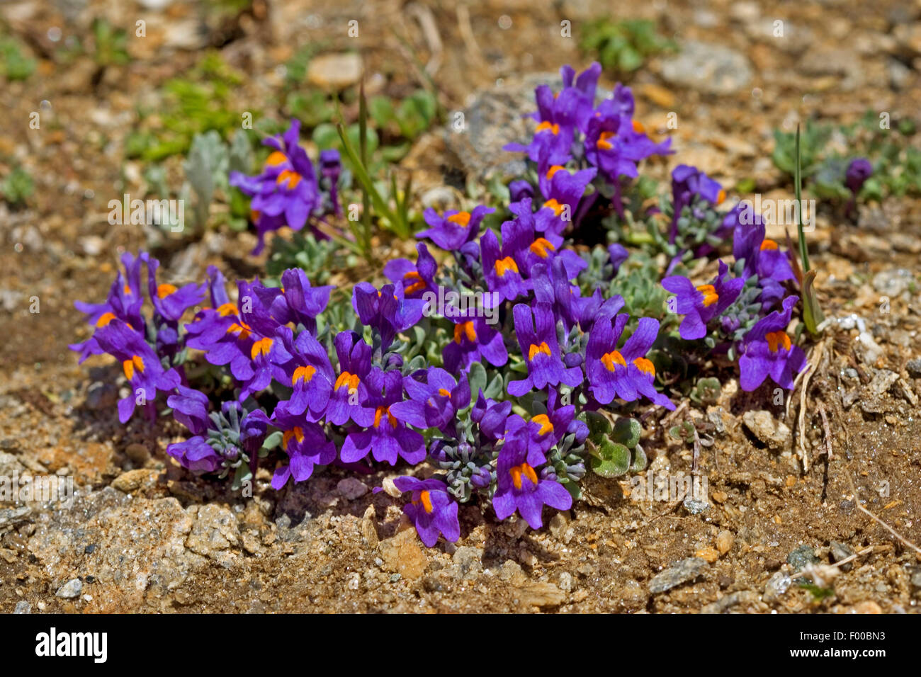 alpine toadflax (Linaria alpina), blooming, Germany Stock Photo - Alamy