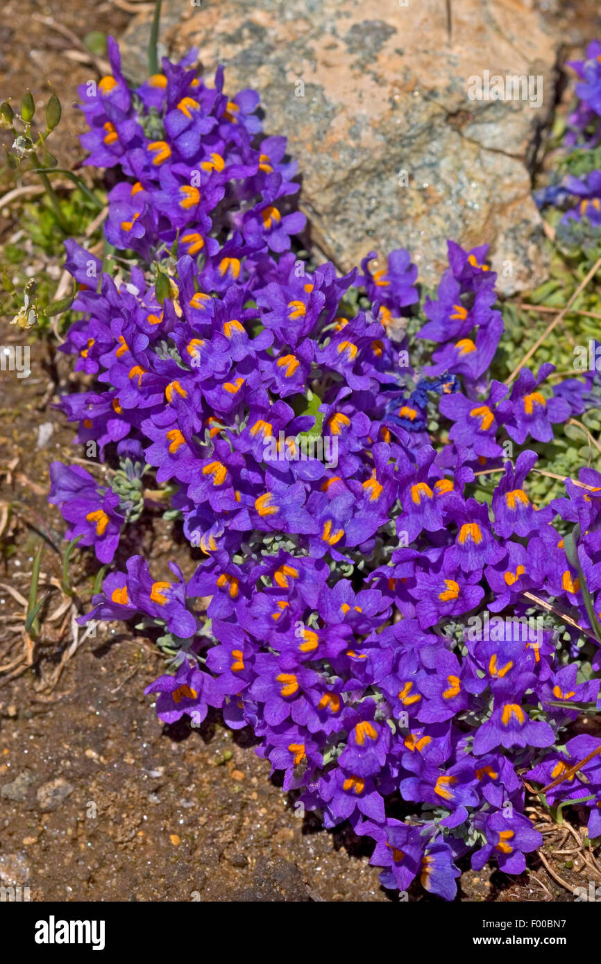 alpine toadflax (Linaria alpina), blooming, Germany Stock Photo - Alamy