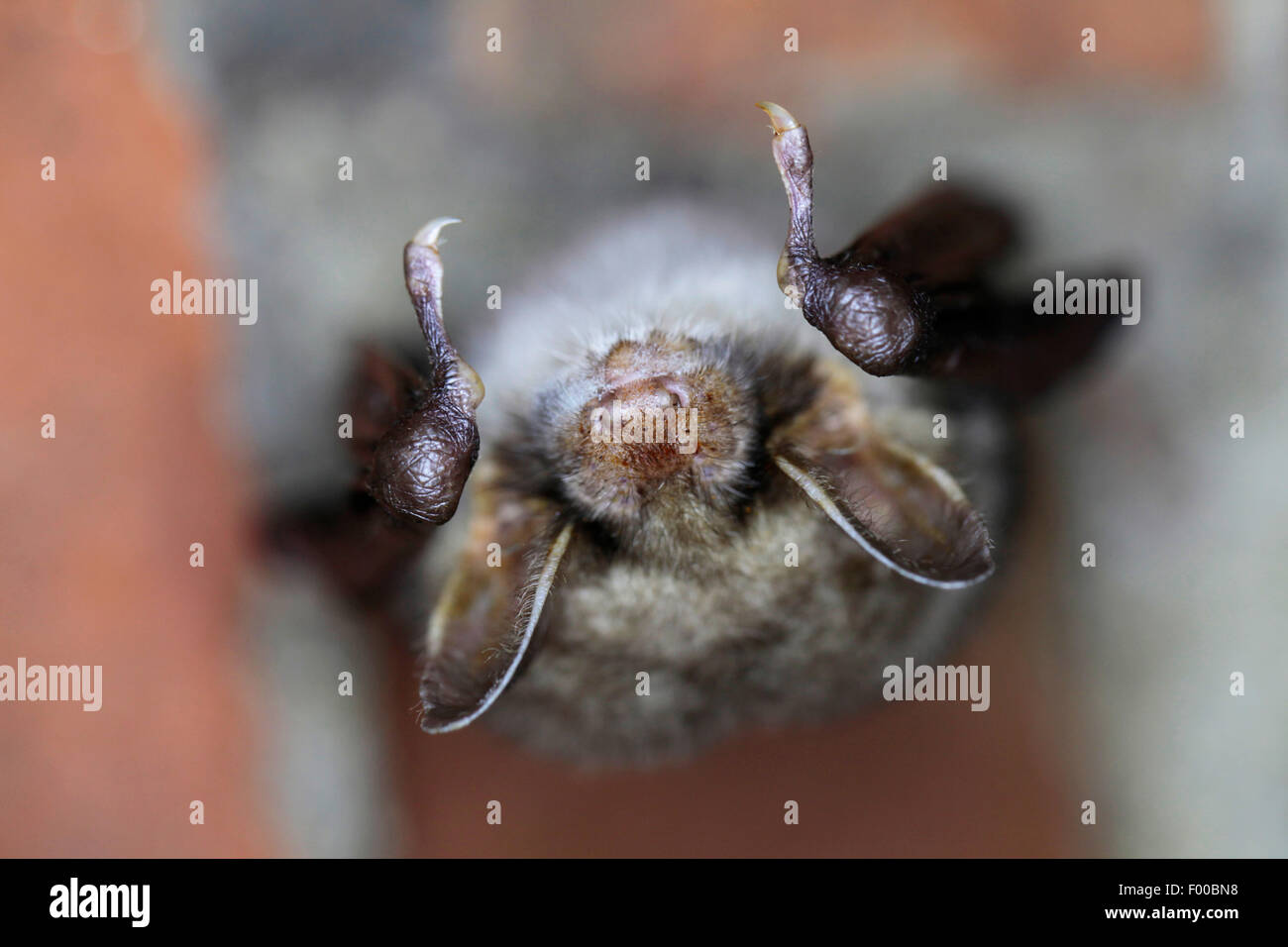Greater Mouse-eared bat, Large Mouse-Eared Bat (Myotis myotis ...
