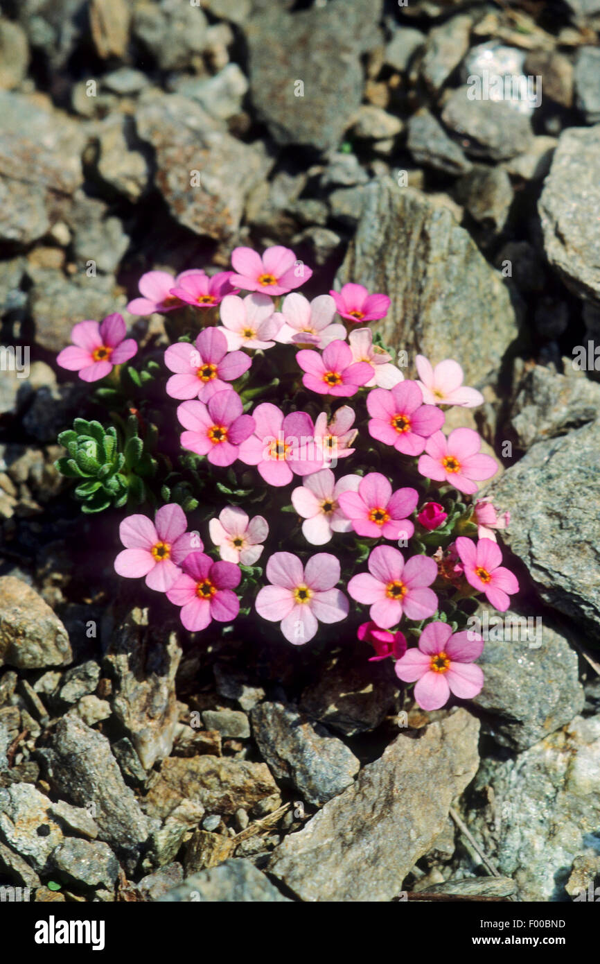 Alpine Rock-Jasmine, Alpine Rock Jasmine (Androsace alpina, Androsace ...
