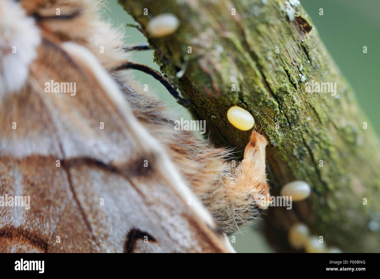 Butterfly abdomen hi-res stock photography and images - Alamy