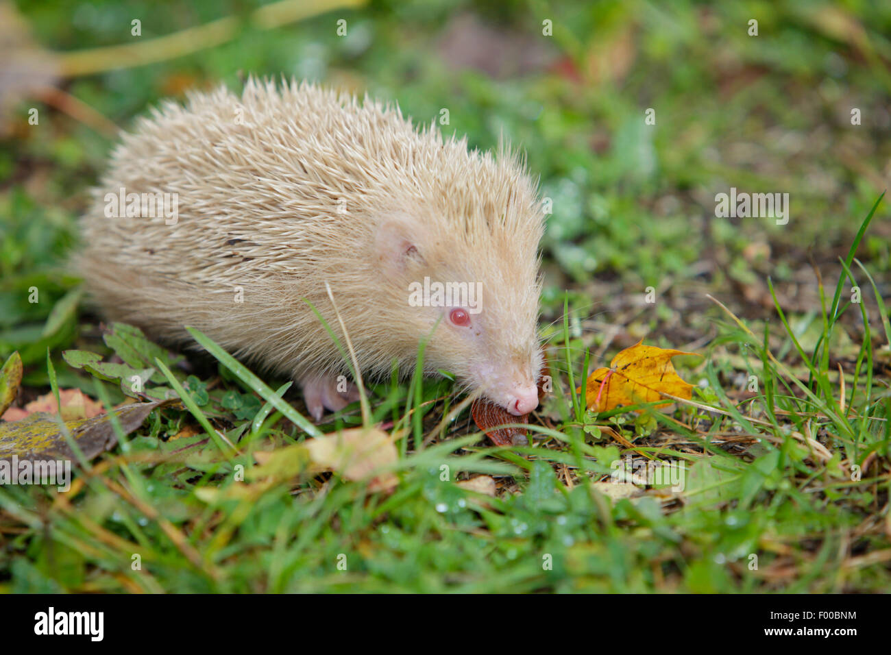Western hedgehog, European hedgehog (Erinaceus europaeus), white albino ...