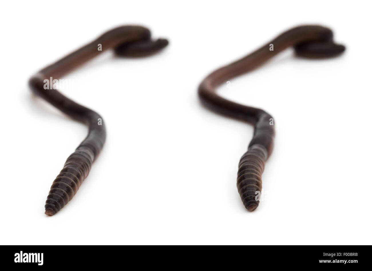 Pictures by Cut Out Stock Images & Pictures - Alamy