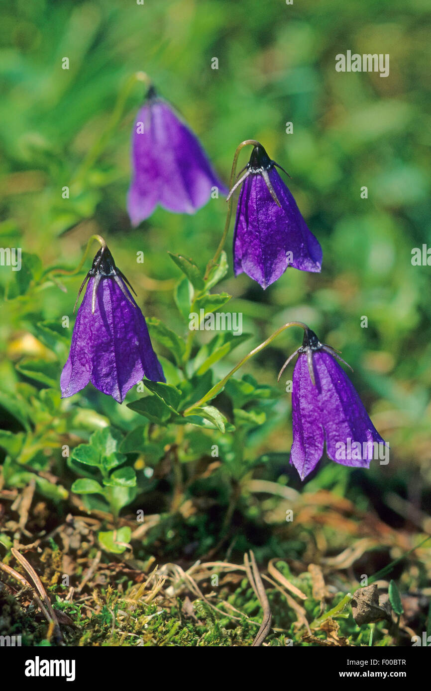 dark bellflower (Campanula pulla), blooming, Austria Stock Photo - Alamy