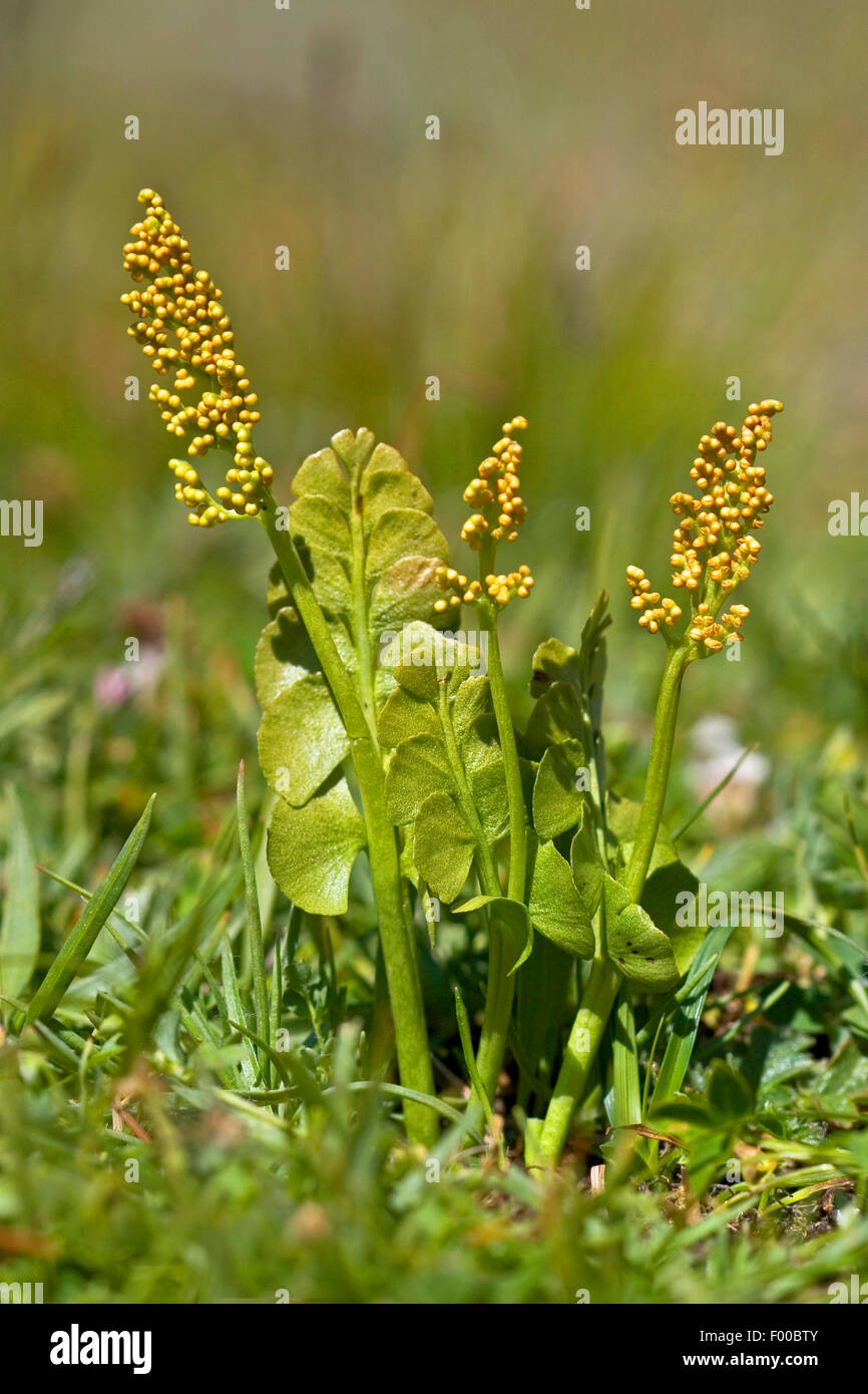 Grape ferns hi-res stock photography and images - Alamy