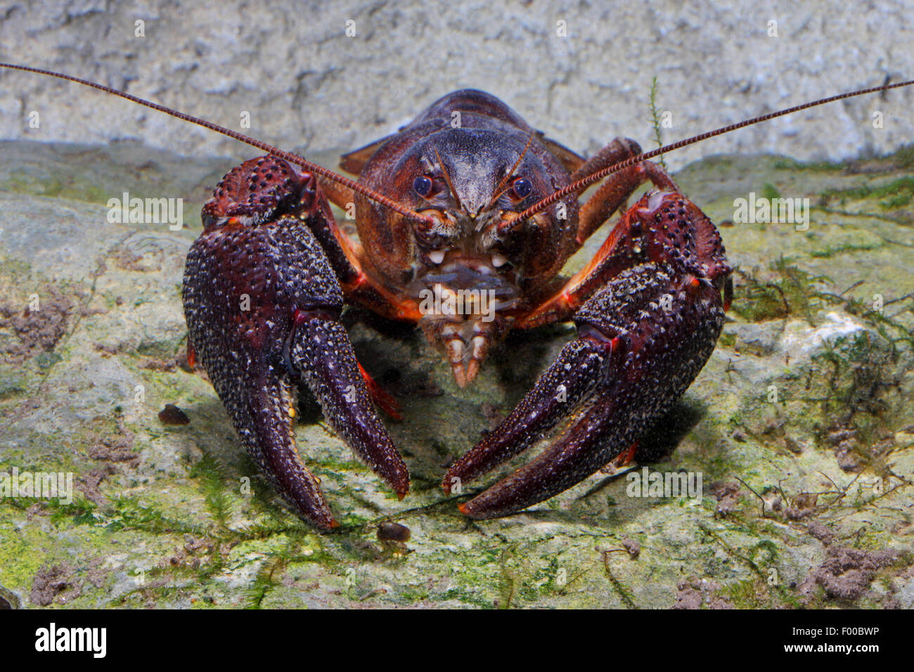 Crayfish Mouthparts