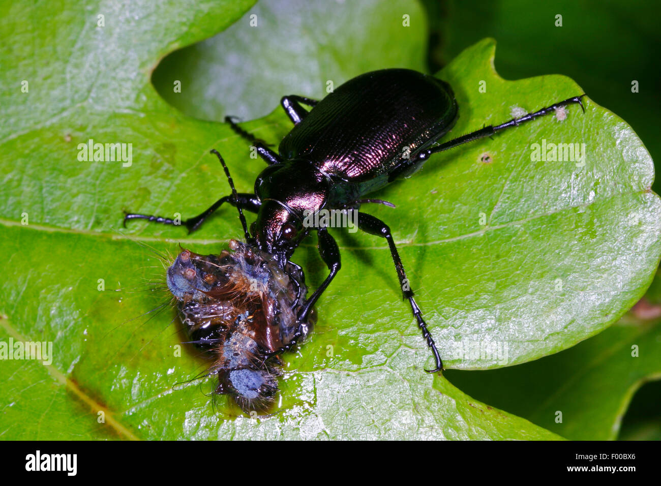 Ground beetle calosoma inquisitor hi-res stock photography and images ...