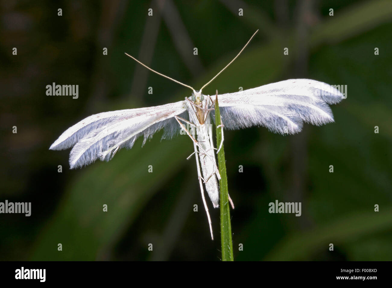 Large white plume moths hi-res stock photography and images - Alamy
