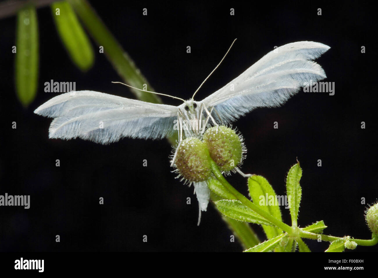 Large White Plume Moth, White Plume Moth (Pterophorus pentadactyla ...