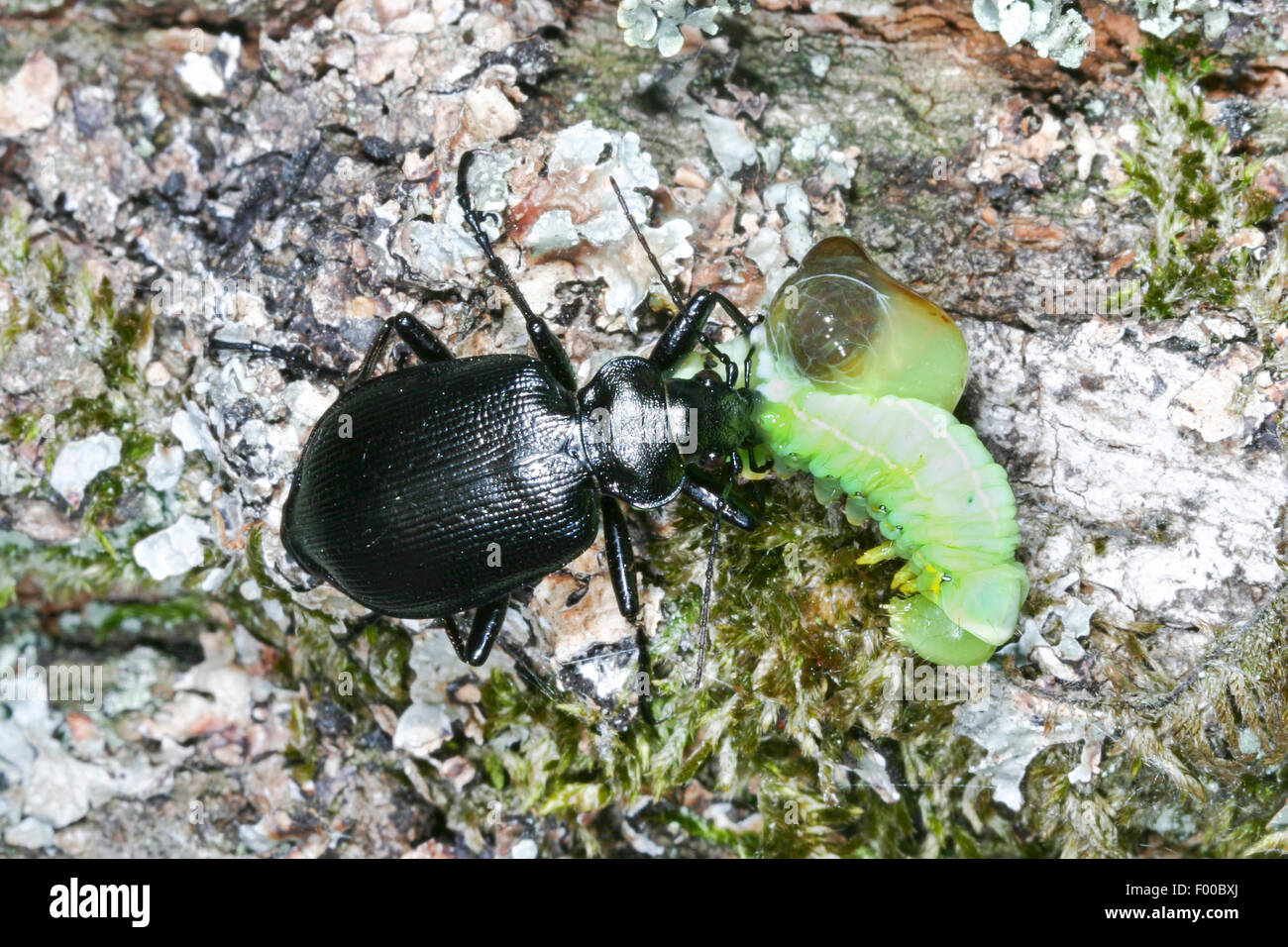 oakwood ground beetle (Calosoma inquisitor), with caught caterpillar ...