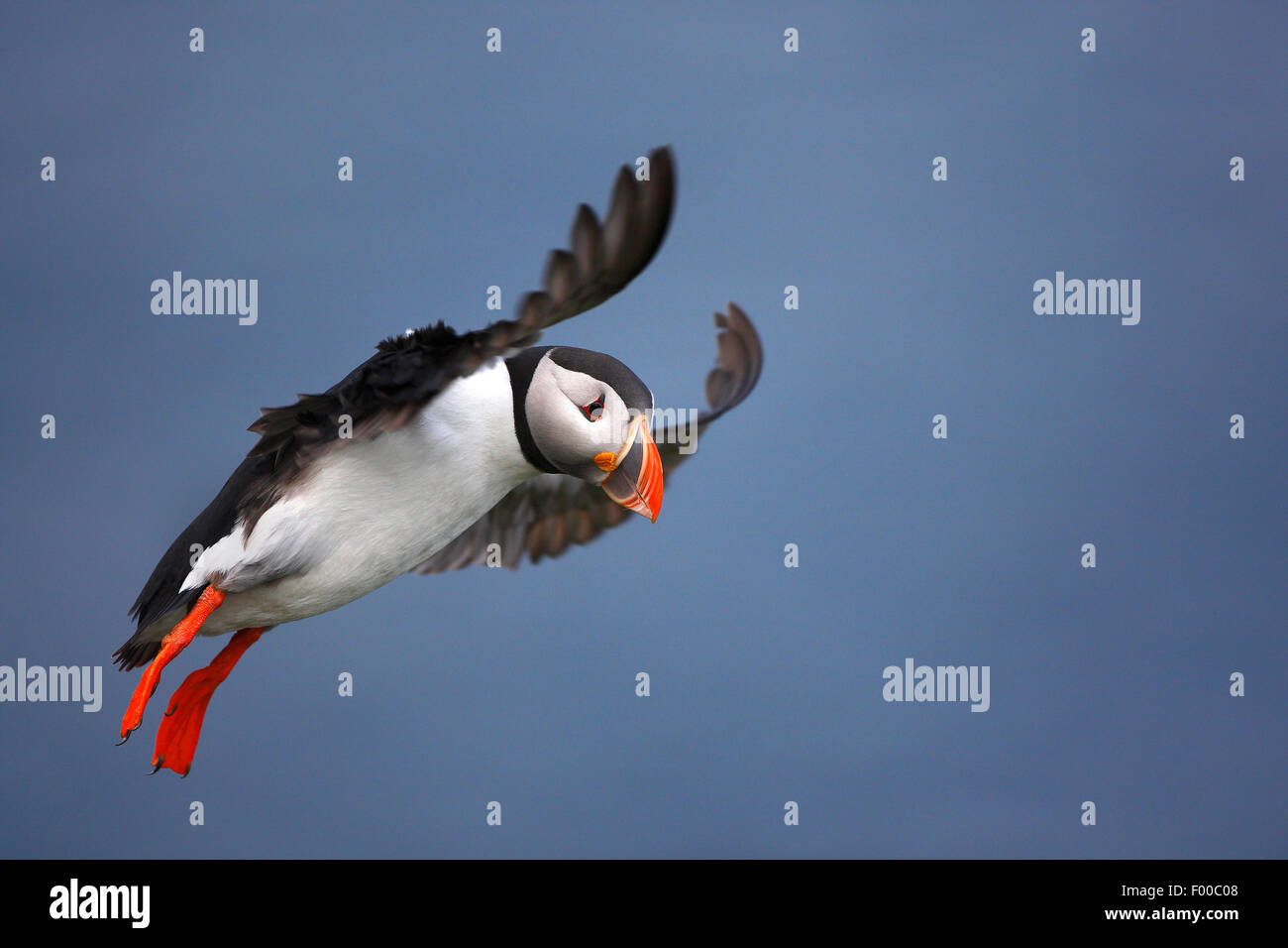 Atlantic puffin, Common puffin (Fratercula arctica), in flight, side ...