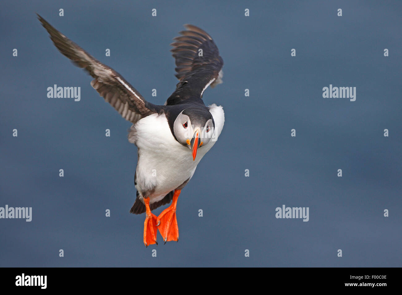 Atlantic puffin, Common puffin (Fratercula arctica), in flight, front ...
