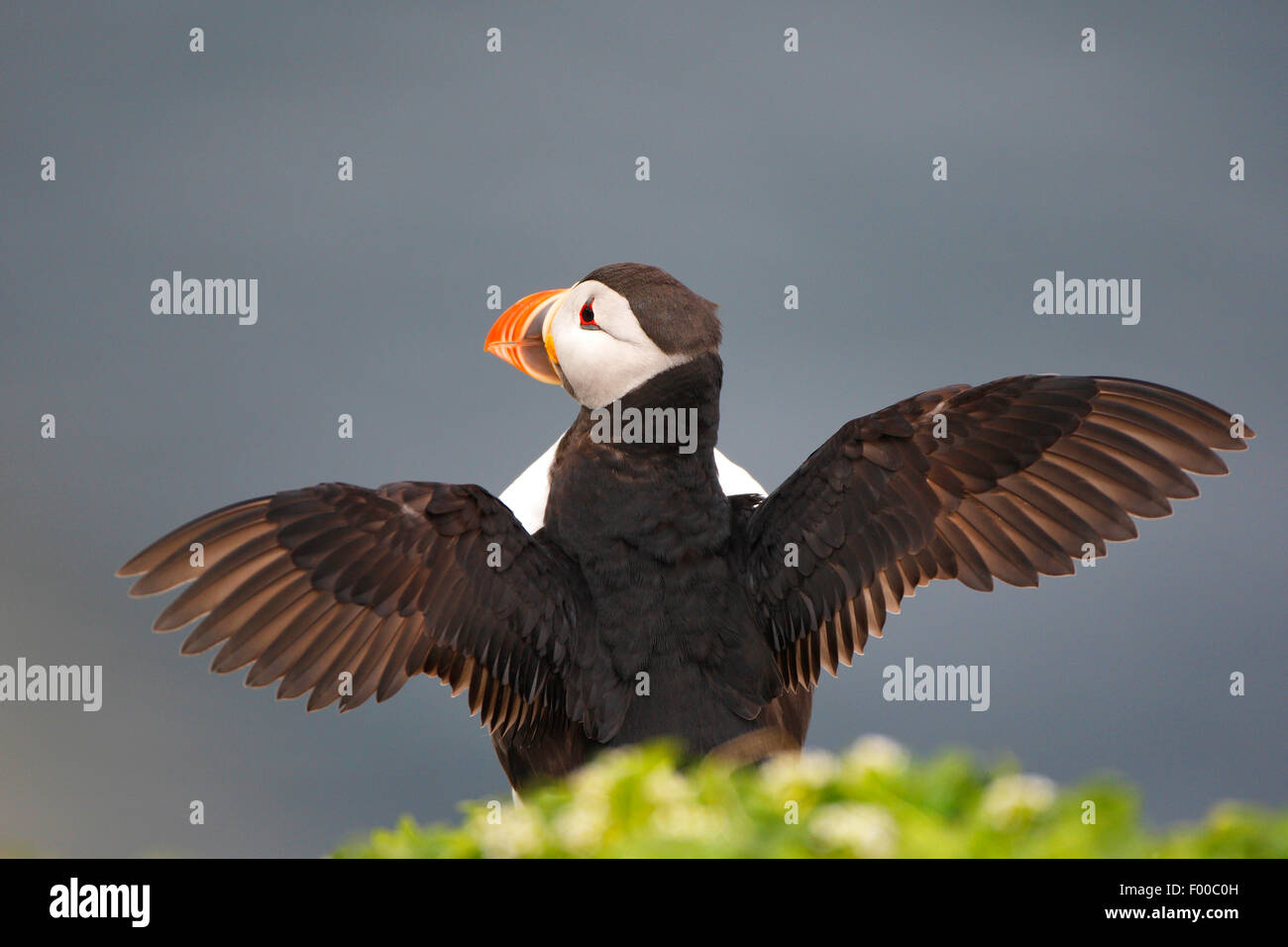 Atlantic puffin, Common puffin (Fratercula arctica), with outstretched ...