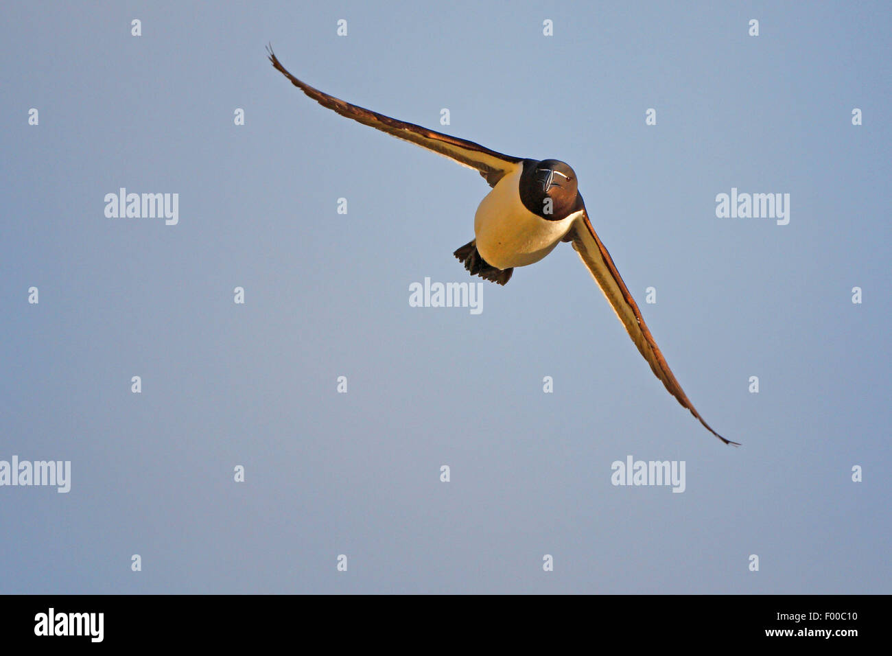 razorbill (Alca torda), in flight, front view, Belgium Stock Photo - Alamy