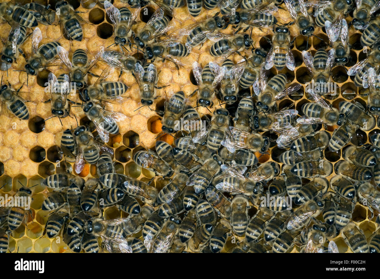 Bienenlarve hi-res stock photography and images - Alamy