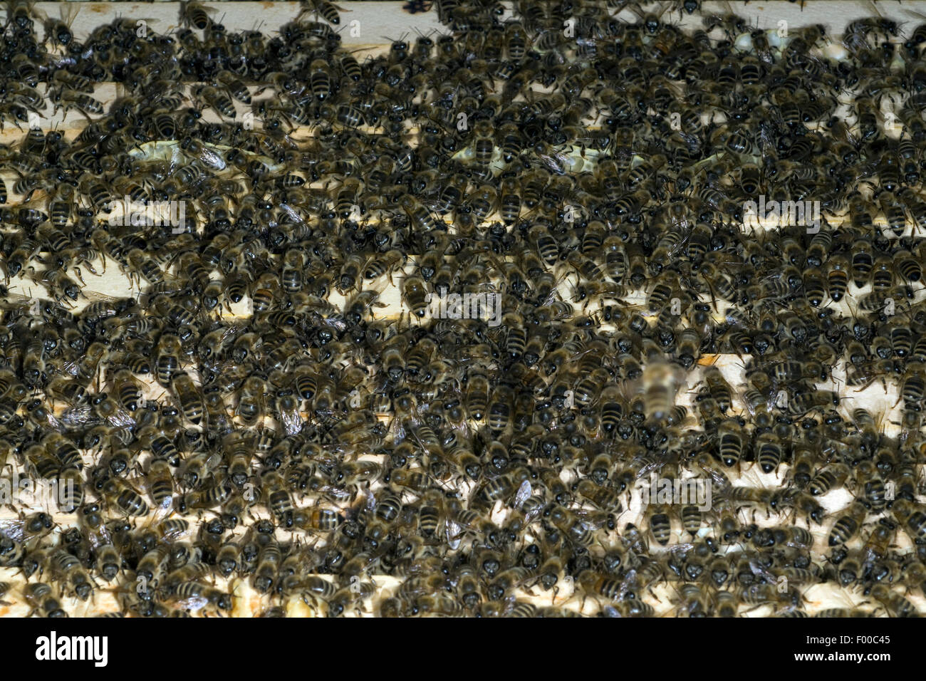 Bienen bienenhaus hi-res stock photography and images - Alamy
