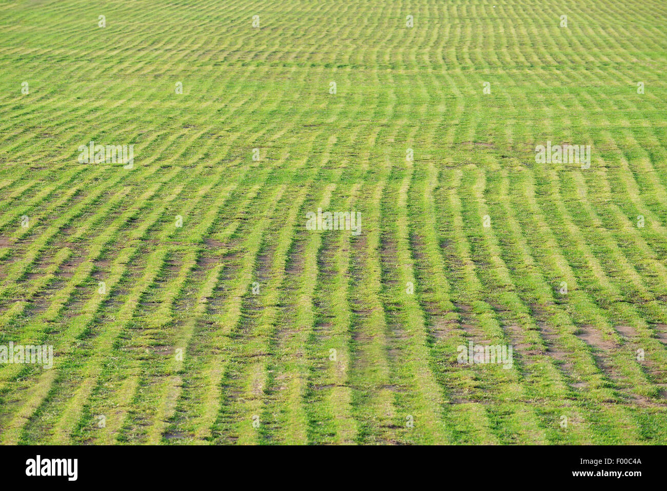 Close up of a field growing grass showing the planting rows in vivid ...