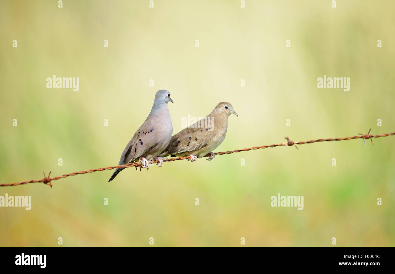 A couple of Rudy ground Doves perched together on a barb wire cable ...
