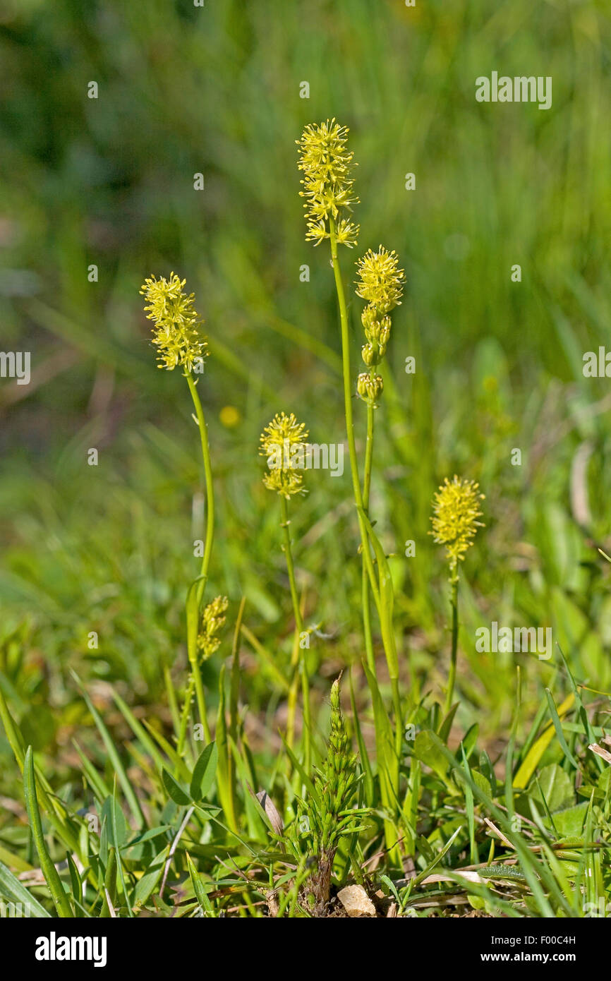 Tofieldia palustris hi-res stock photography and images - Alamy