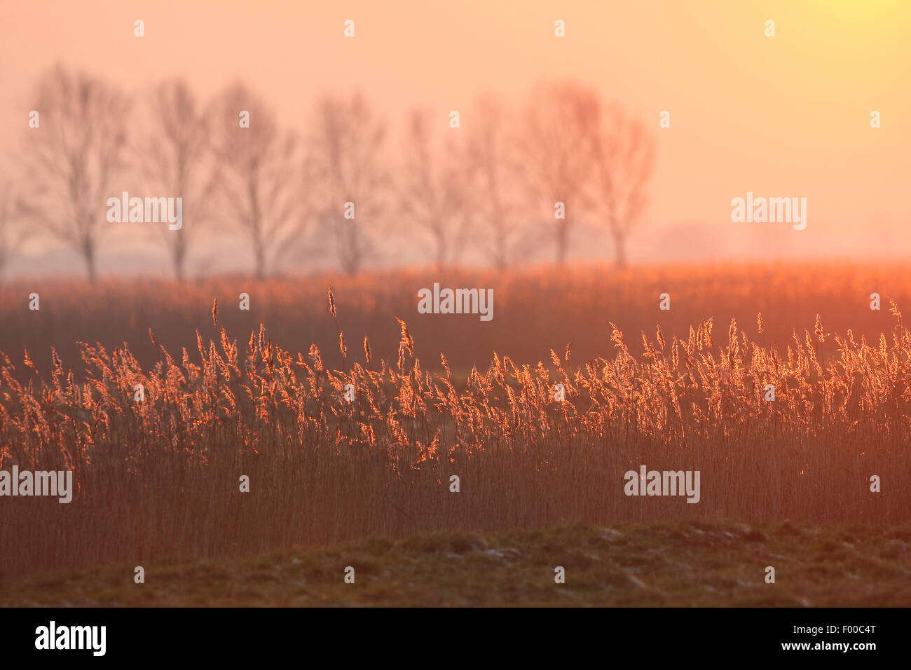 reed grass, common reed (Phragmites communis, Phragmites australis ...