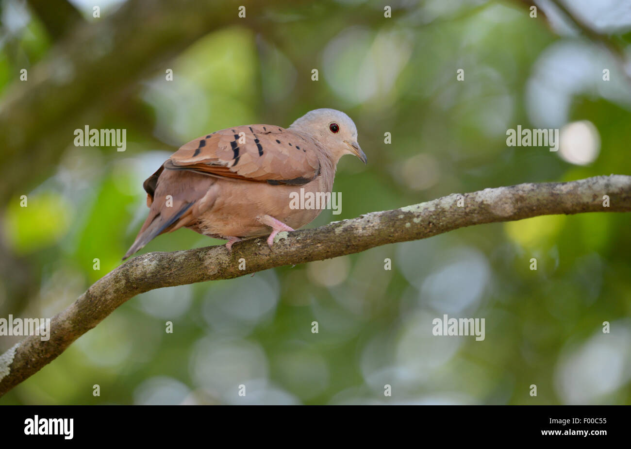 Ruddy ground dove (Columbina talpacoti) perched on a tree branch Stock ...