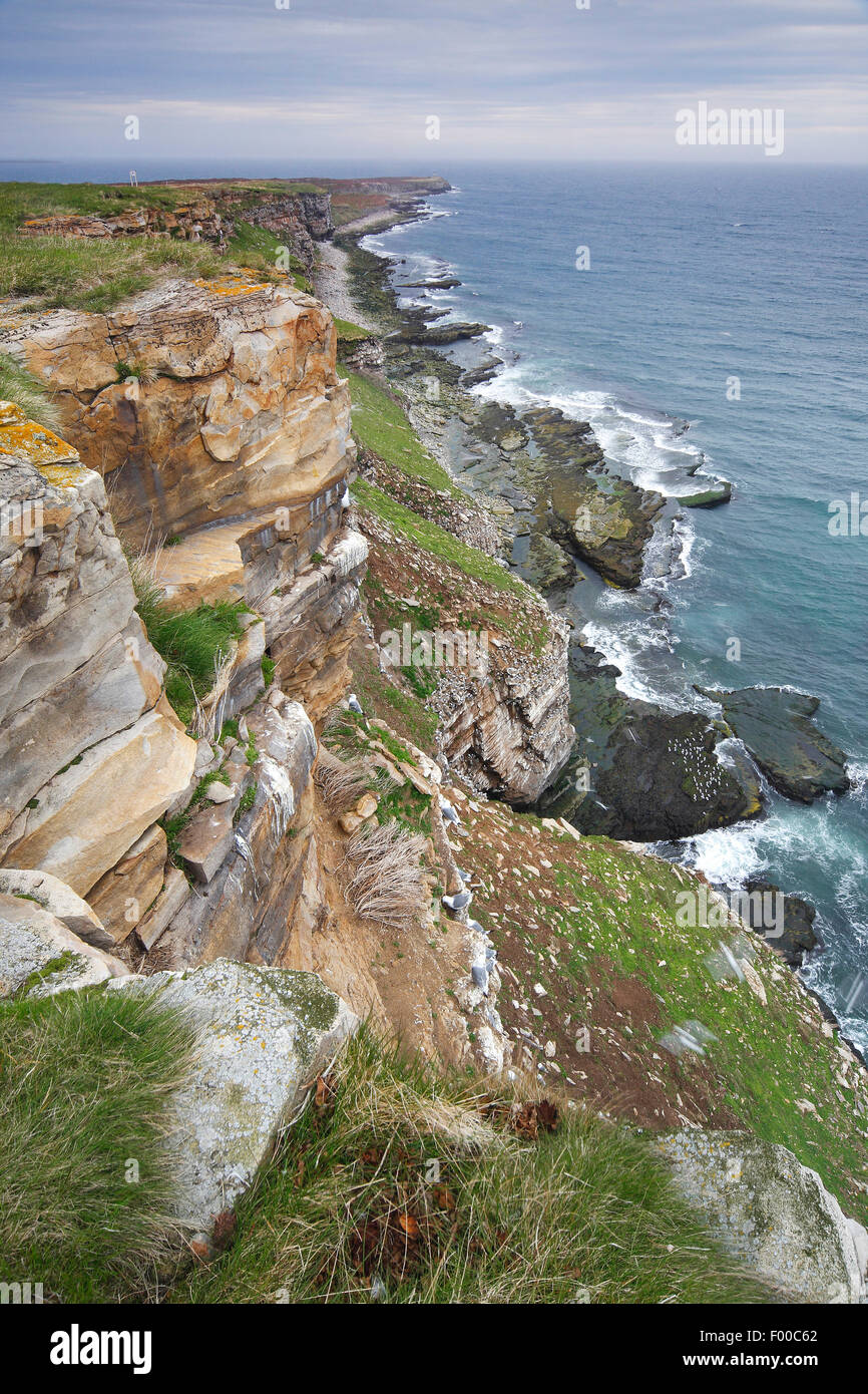 cliffbirds, birdcolony on top of sea cliff, Norway Stock Photo - Alamy