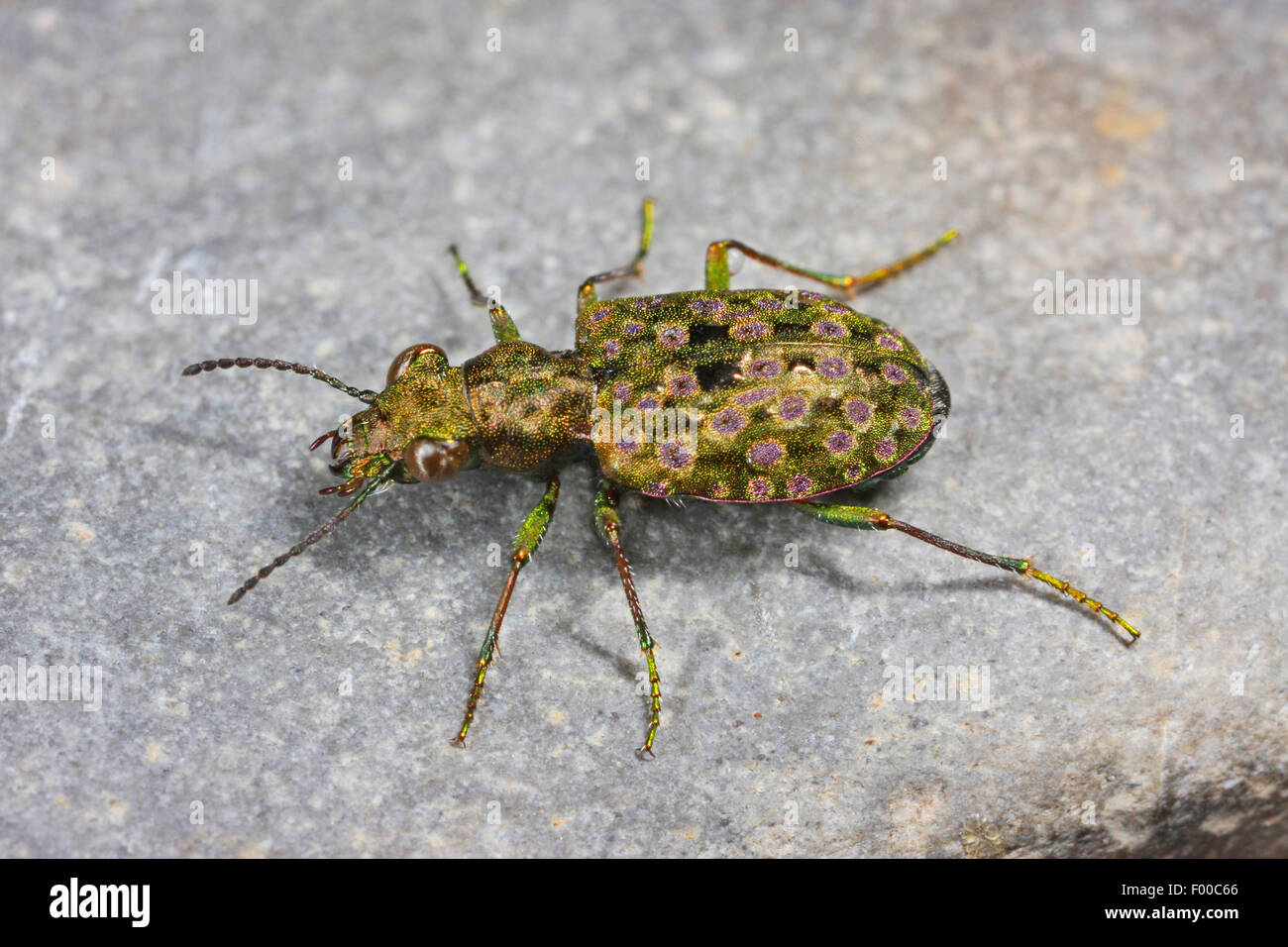 Lesser wetland ground beetles (Elaphrus riparius, Trichelaphrus ...