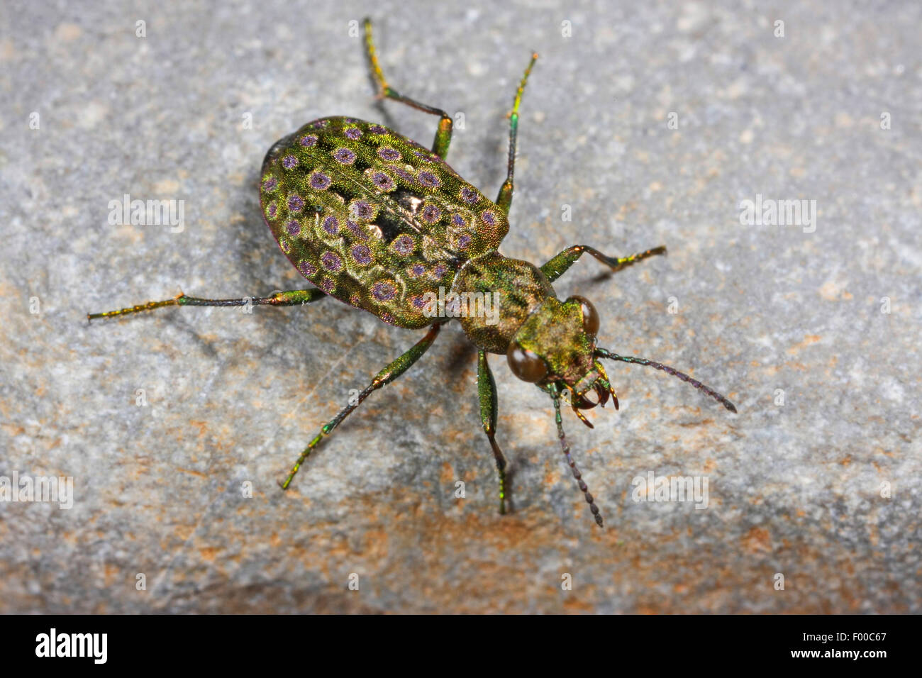 Wetland insects hi-res stock photography and images - Alamy