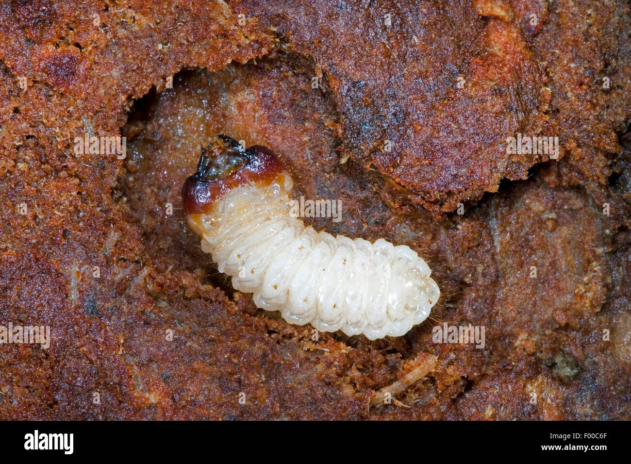 Ribbed pine borer, Ribbed pine-borer (Rhagium inquisitor), larva ...