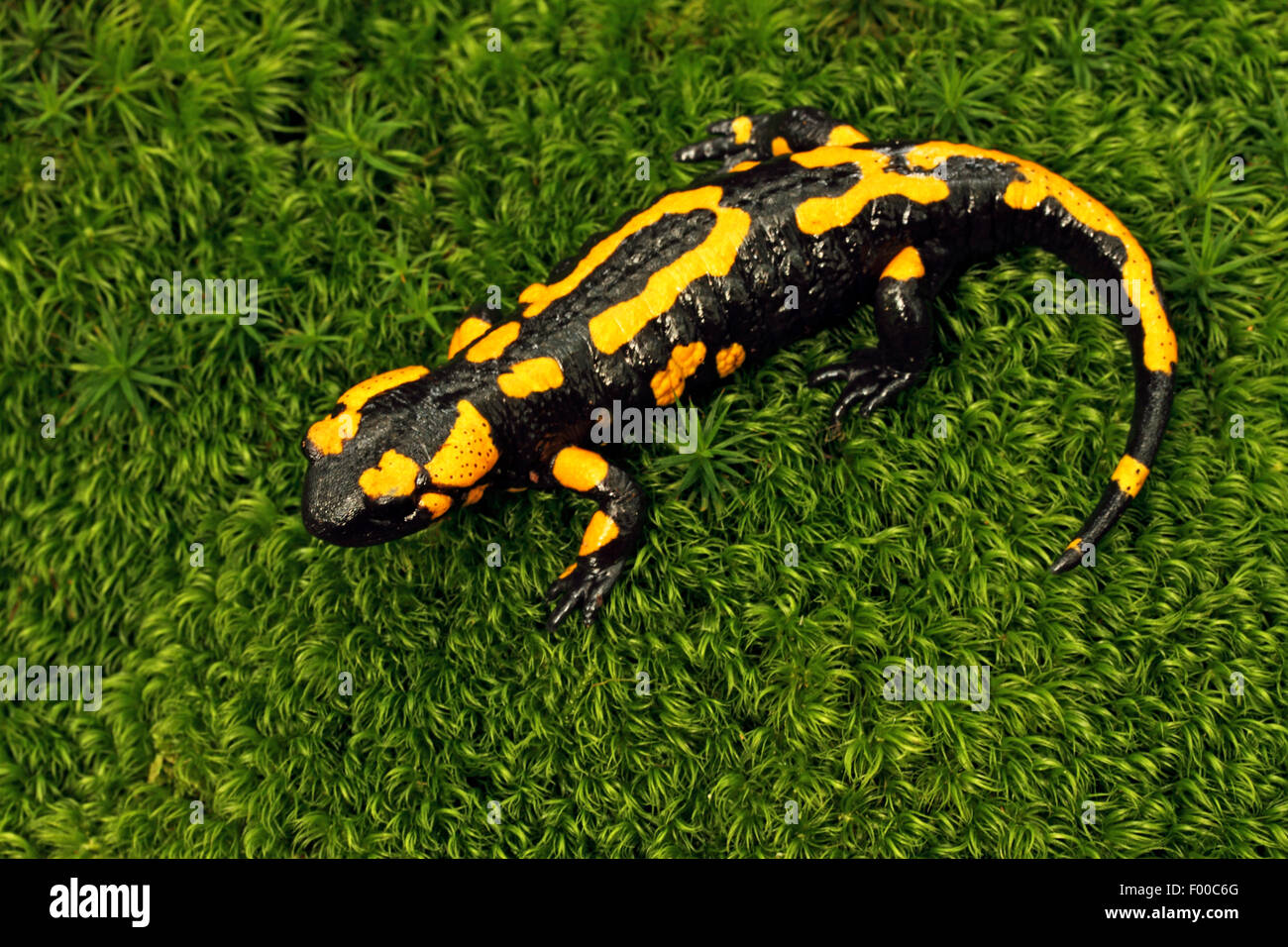 European fire salamander (Salamandra salamandra), on moss, top view ...