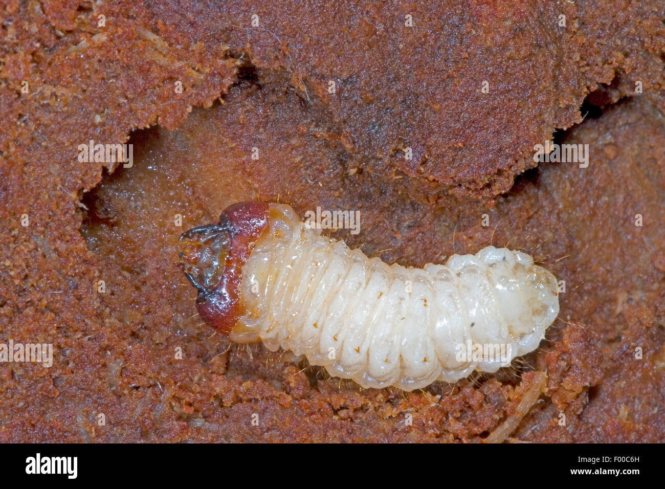Ribbed pine borer, Ribbed pine-borer (Rhagium inquisitor), larva ...
