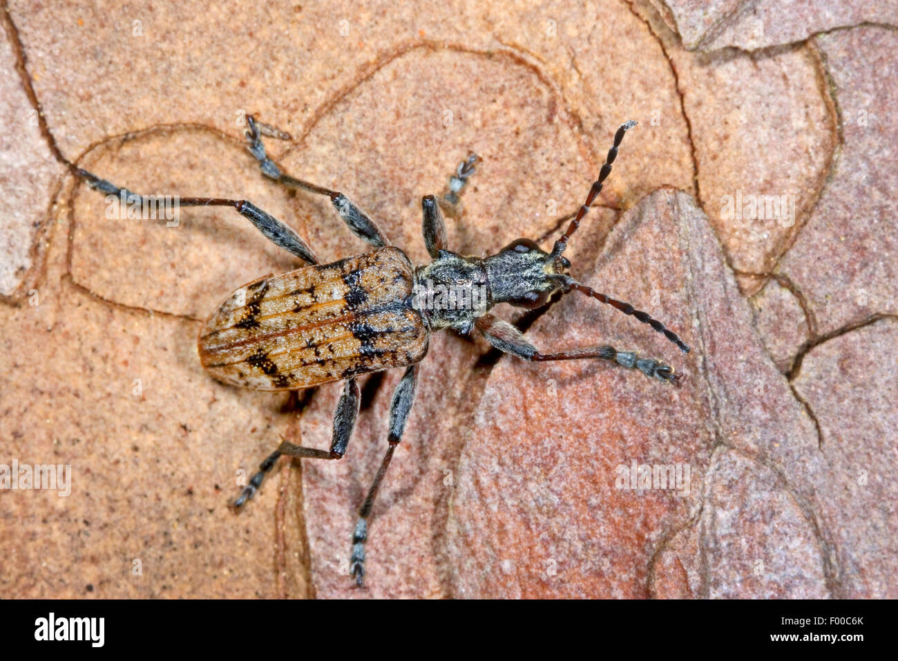 Ribbed pine borer, Ribbed pine-borer (Rhagium inquisitor), on bark ...
