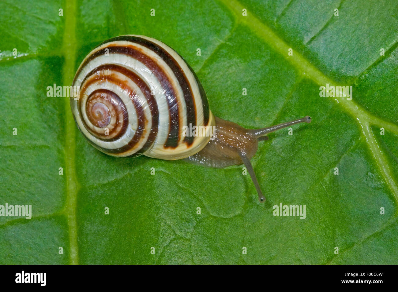 White-lip gardensnail, White-lipped snail, Garden snail, Smaller banded ...