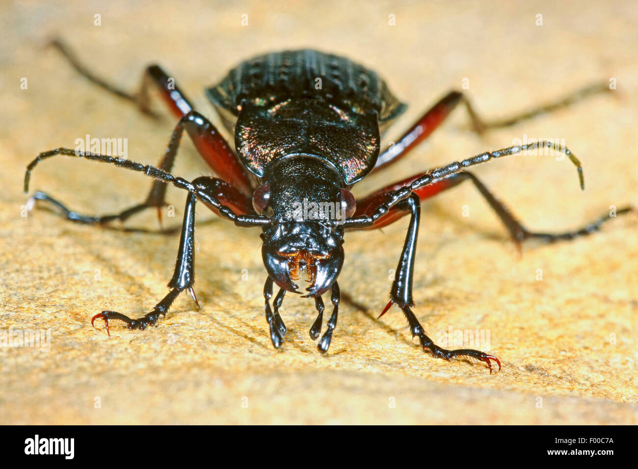 field ground beetle (Carabus granulatus), front view, Germany Stock ...