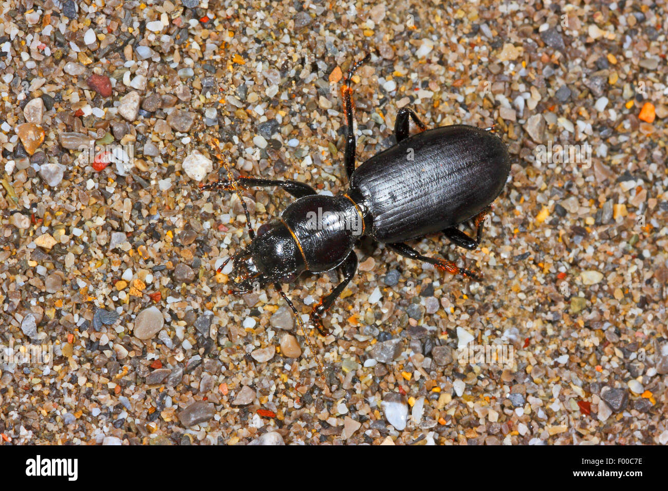 Ground beetle (Broscus cephalotes), on the ground, Germany Stock Photo ...