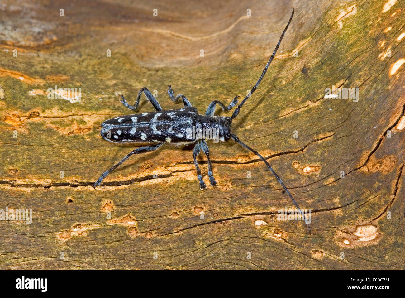 Scalar longhorn beetle hi-res stock photography and images - Alamy