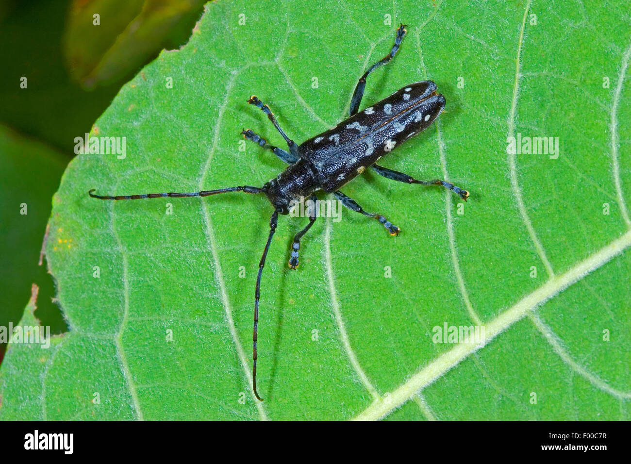 Saperda scalaris longhorn beetle hi-res stock photography and images ...